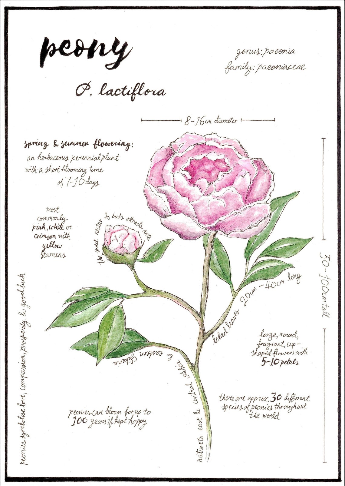 Peony Study Print Botanical Illustration Watercolour Art - Etsy