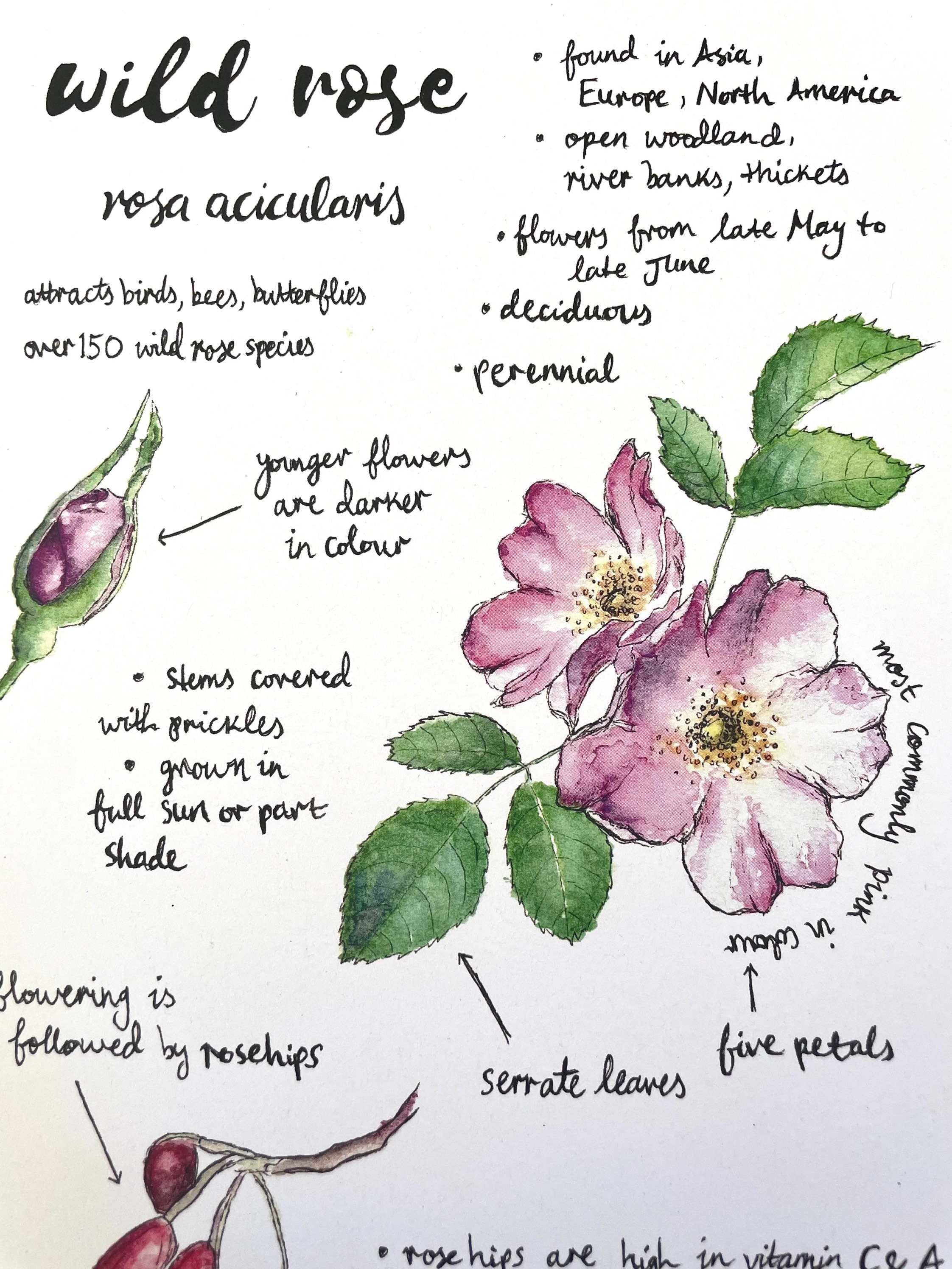 Wild Rose Study Print Botanical Illustration Watercolour Art Print ...