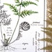 Fern Study Print Botanical Illustration Watercolour Art - Etsy
