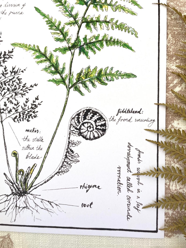 Fern Study Print Botanical Illustration Watercolour Art - Etsy