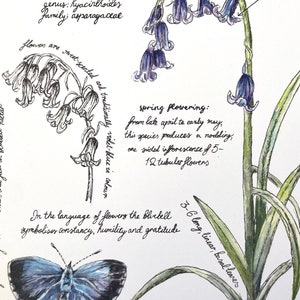 Bluebell Study Print Botanical Illustration Watercolour Art Print ...