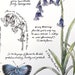 Bluebell Study Print Botanical Illustration Watercolour - Etsy