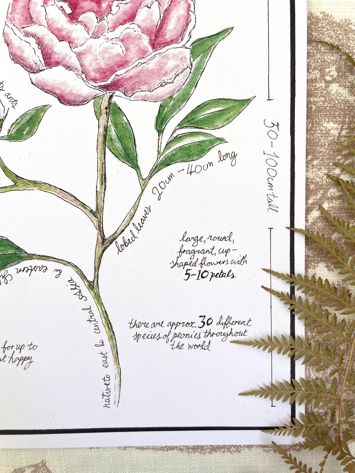 Peony Study Print Botanical Illustration Watercolour Art - Etsy