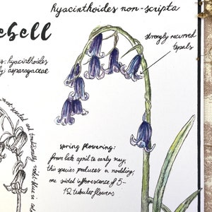 Bluebell Study Print Botanical Illustration Watercolour Art Print ...