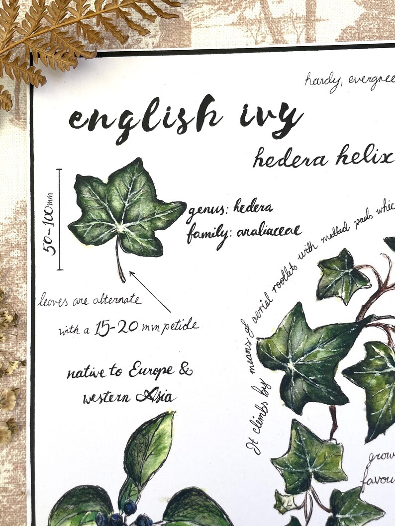 English Ivy Study Print Botanical Illustration Watercolour Art Print ...