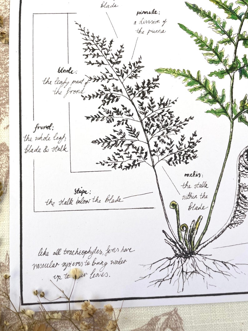Fern Study Print Botanical Illustration Watercolour Art - Etsy