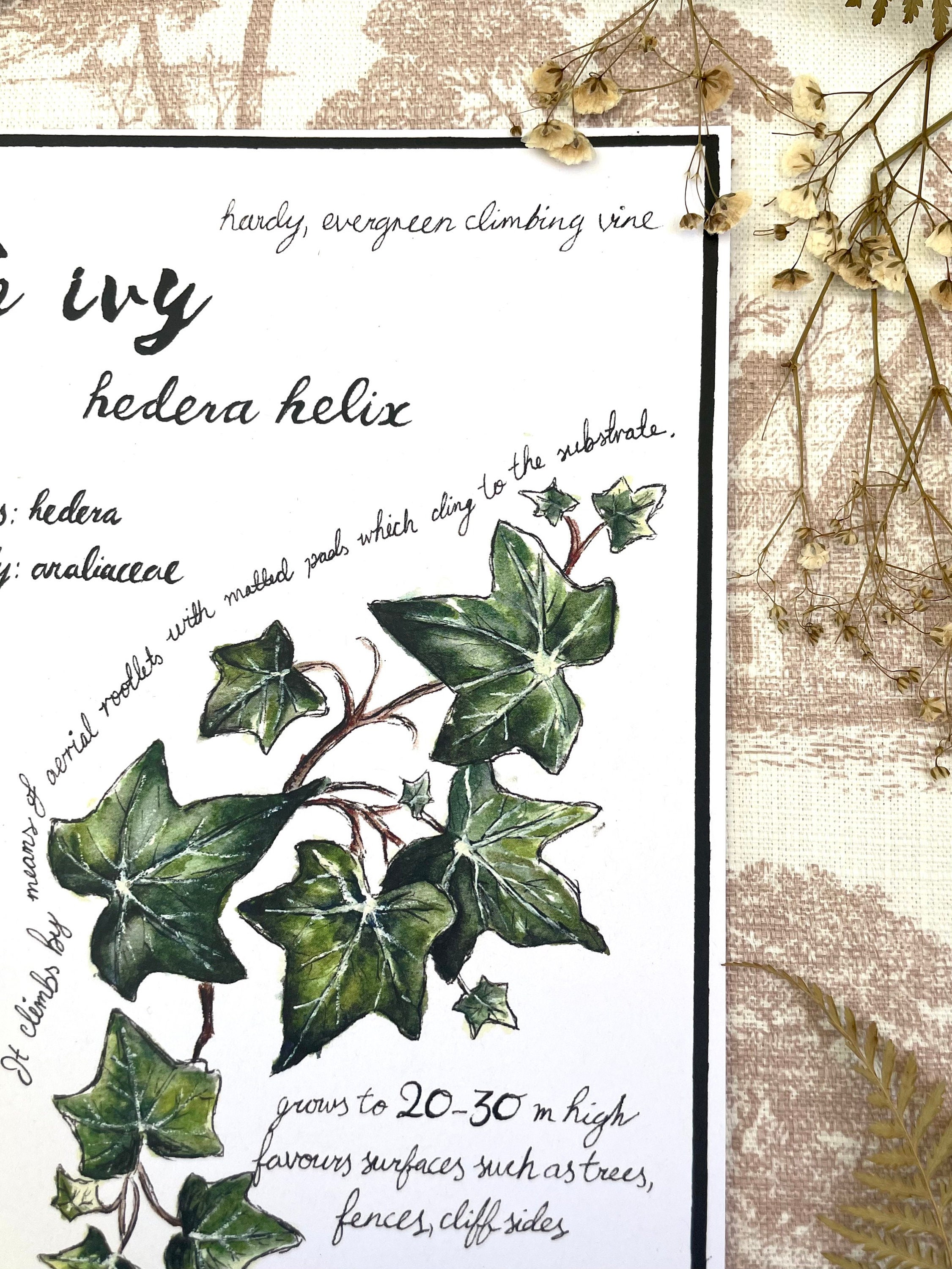 English Ivy Study Print Botanical Illustration Watercolour Art Print ...