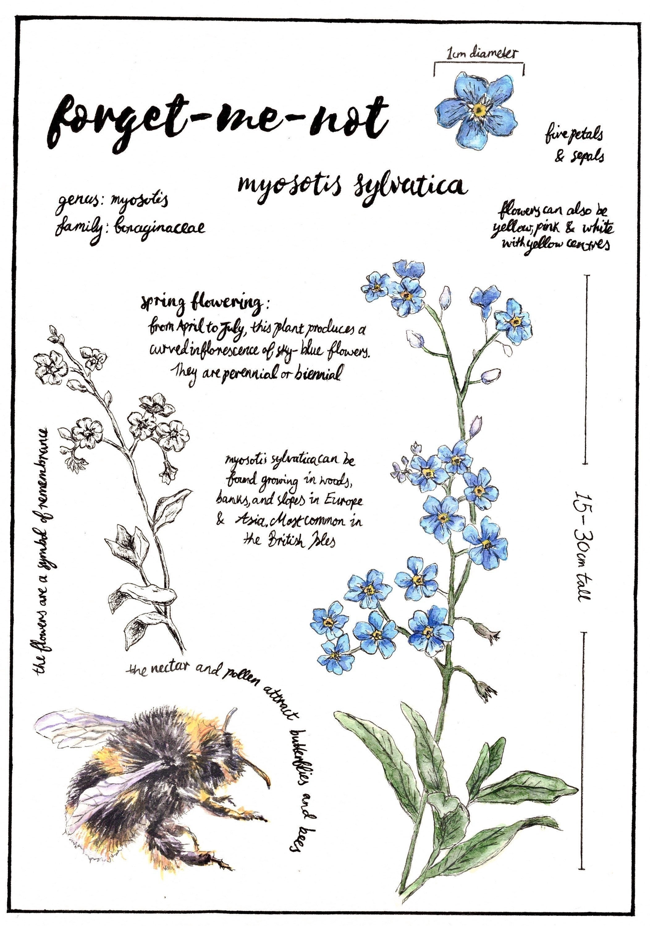 Forget-me-not Study Print Botanical Illustration Watercolour Art Print ...