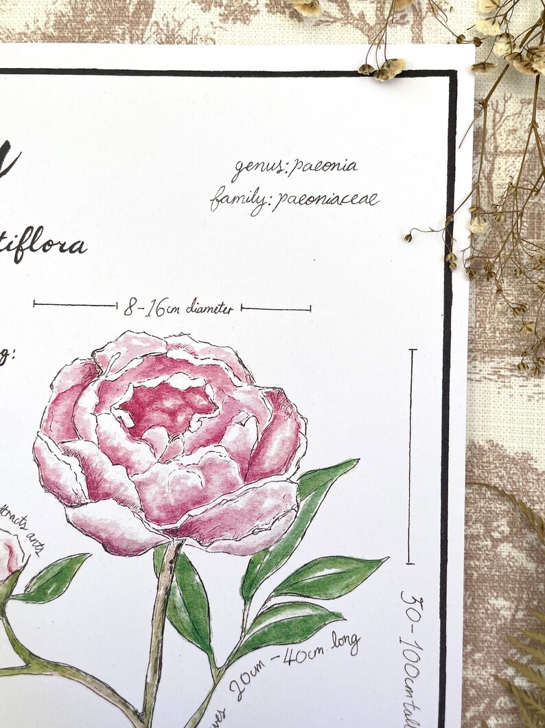 Peony Study Print Botanical Illustration Watercolour Art - Etsy