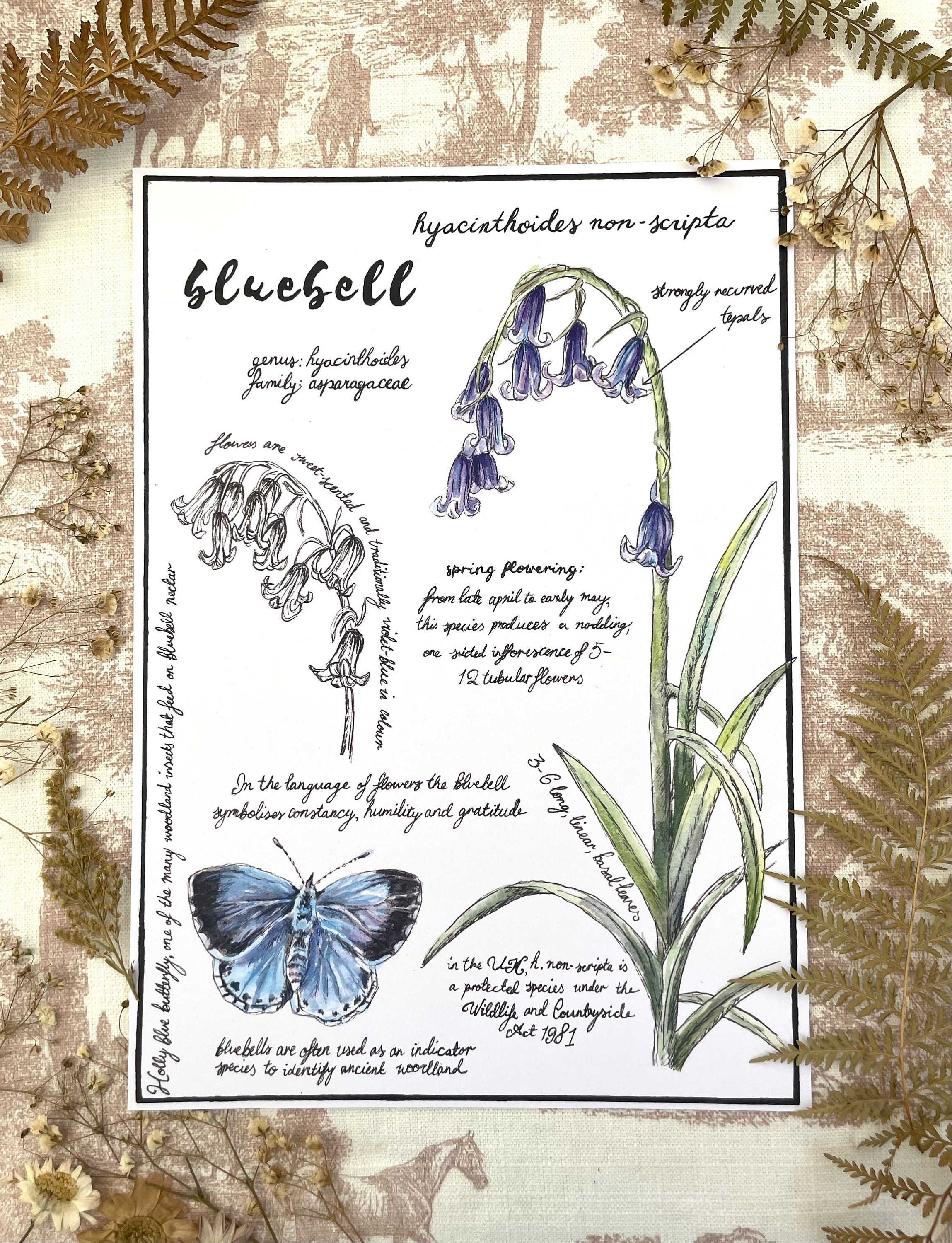 Bluebell Study Print Botanical Illustration Watercolour Art Print ...