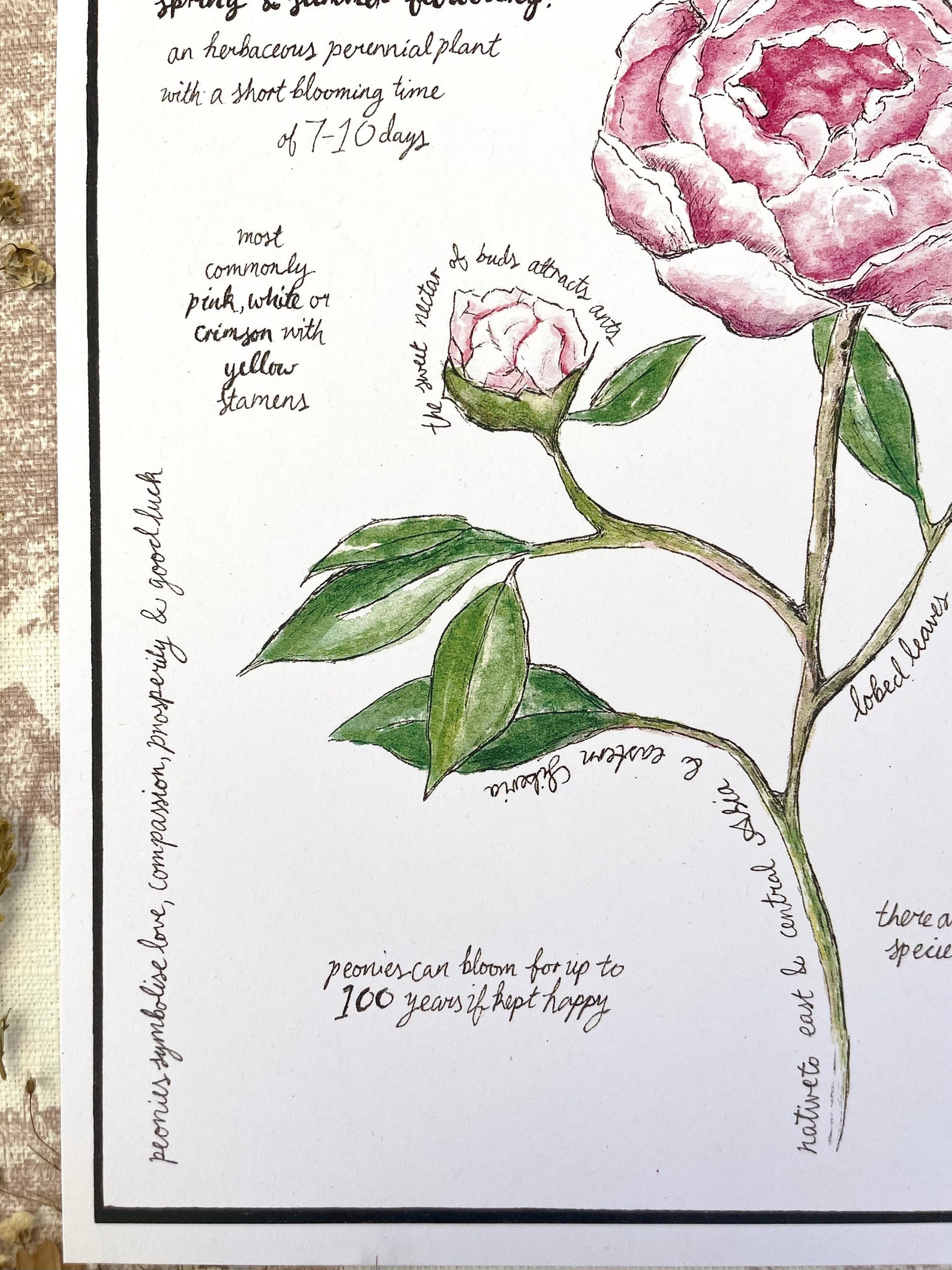 Peony Study Print Botanical Illustration Watercolour Art - Etsy