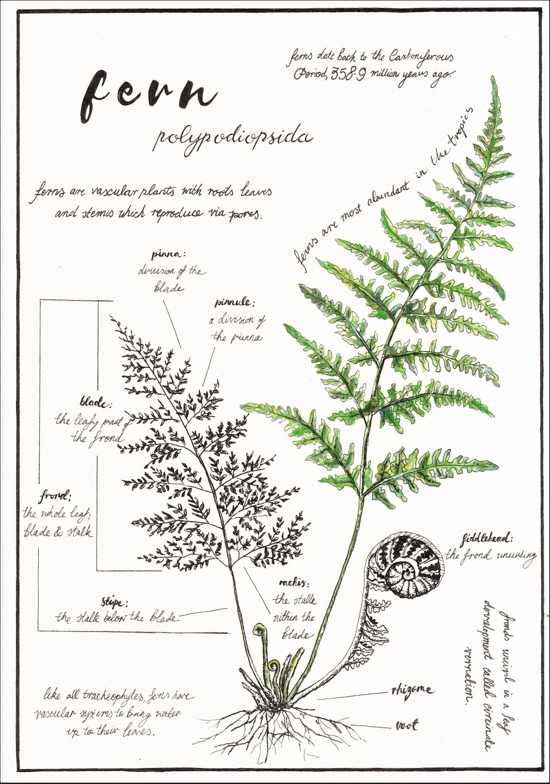 Fern Study Print Botanical Illustration Watercolour Art Print Nature ...