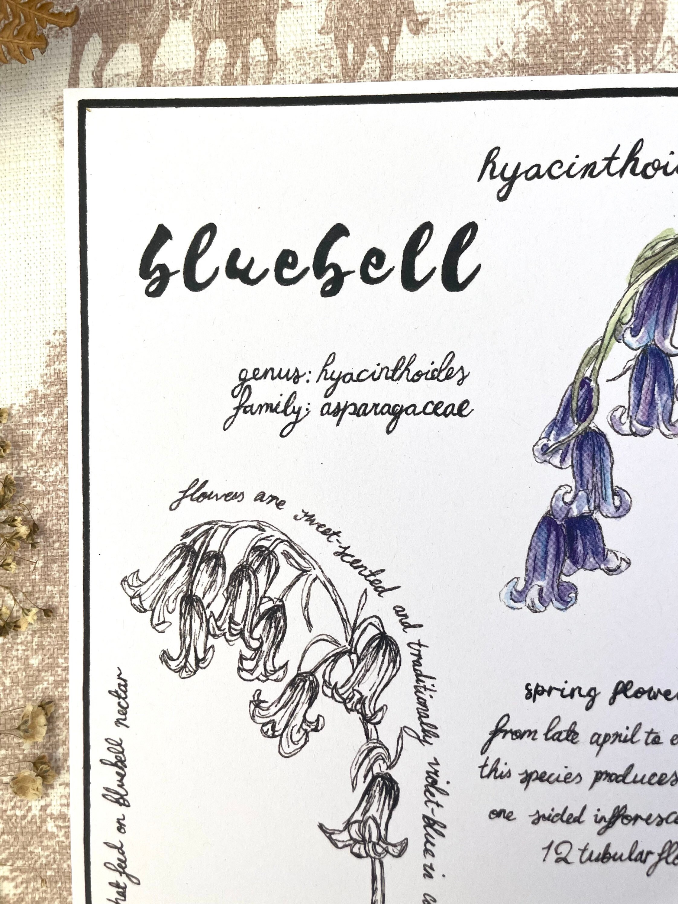 Bluebell Study Print Botanical Illustration Watercolour Art Print ...