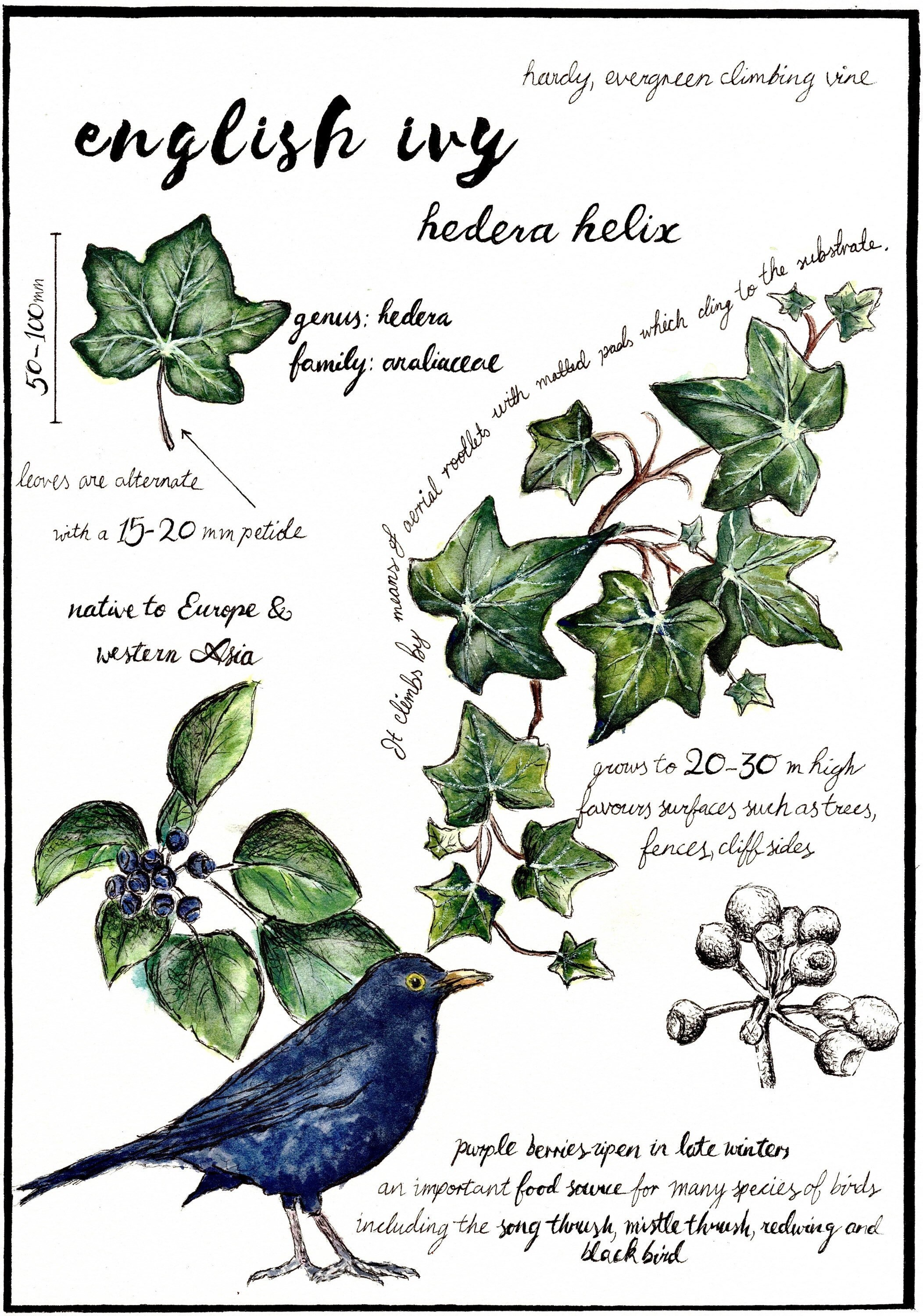 English Ivy Study Print Botanical Illustration Watercolour Art Print ...