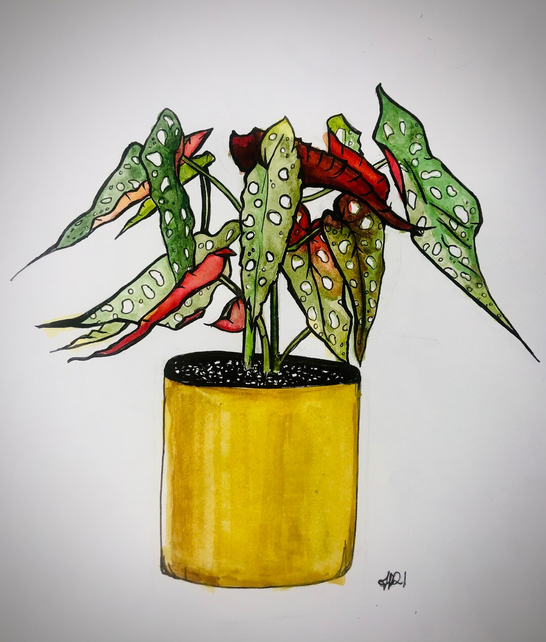 Begonia Maculata Print Art Watercolor Botanical Illustration Houseplant ...