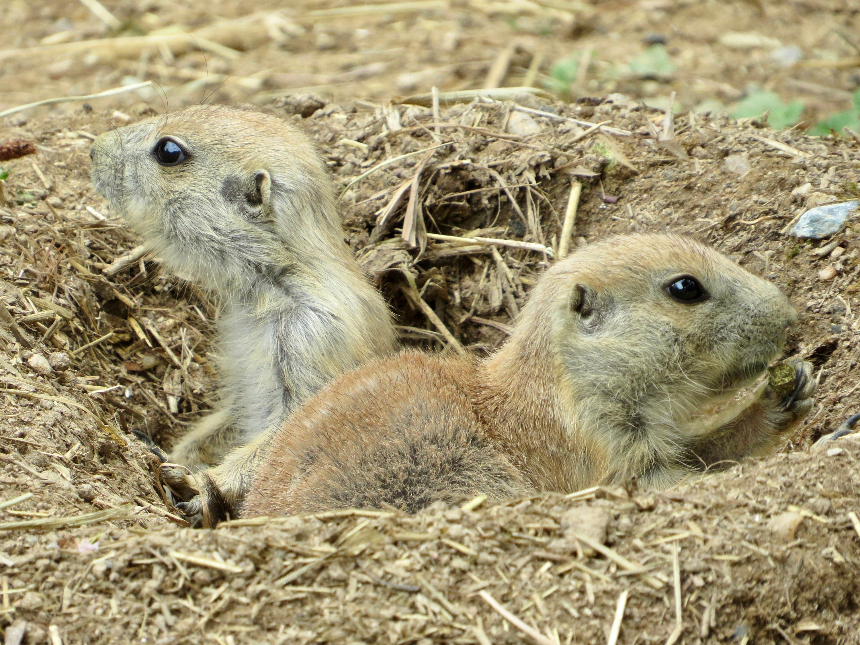 Baby Prairie Dog