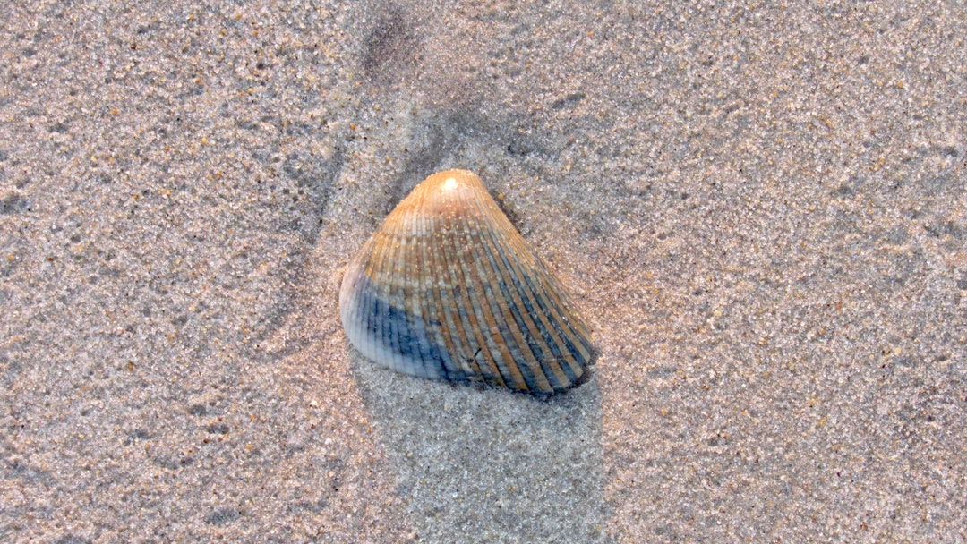 OBX Shell on Sand 01 - Etsy