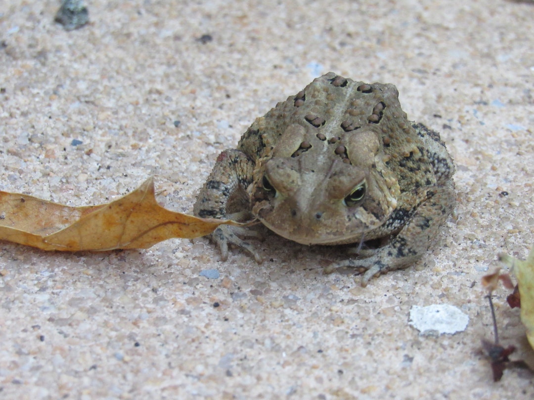 Grumpy Toad 01 - Etsy