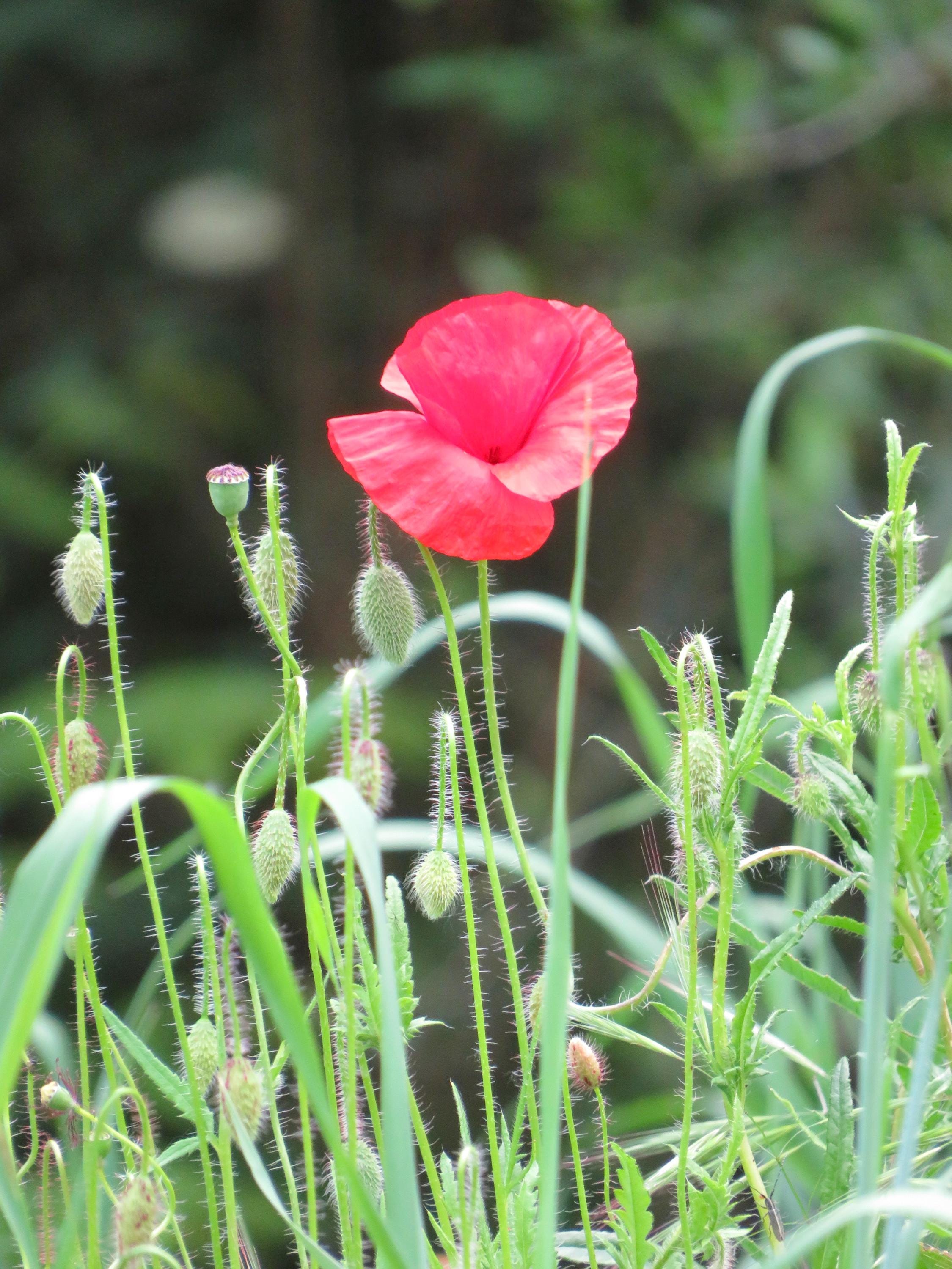 Italian Poppy-bologna, Italy 01 - Etsy