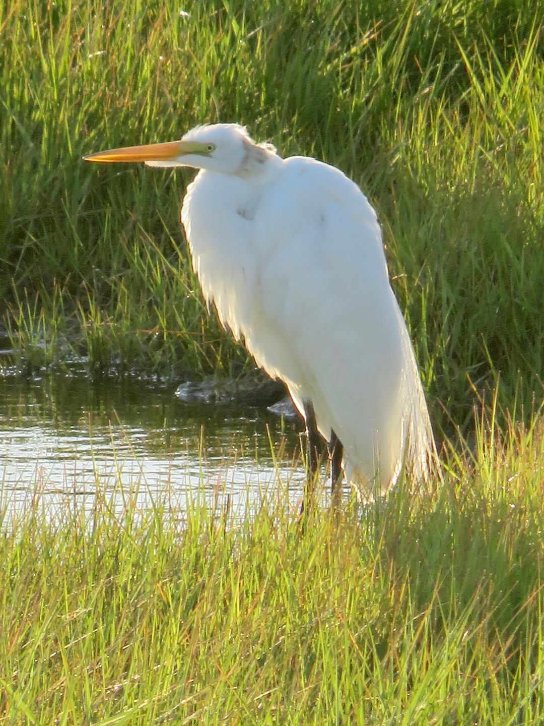 Stately Egret on the Sound 01 - Etsy