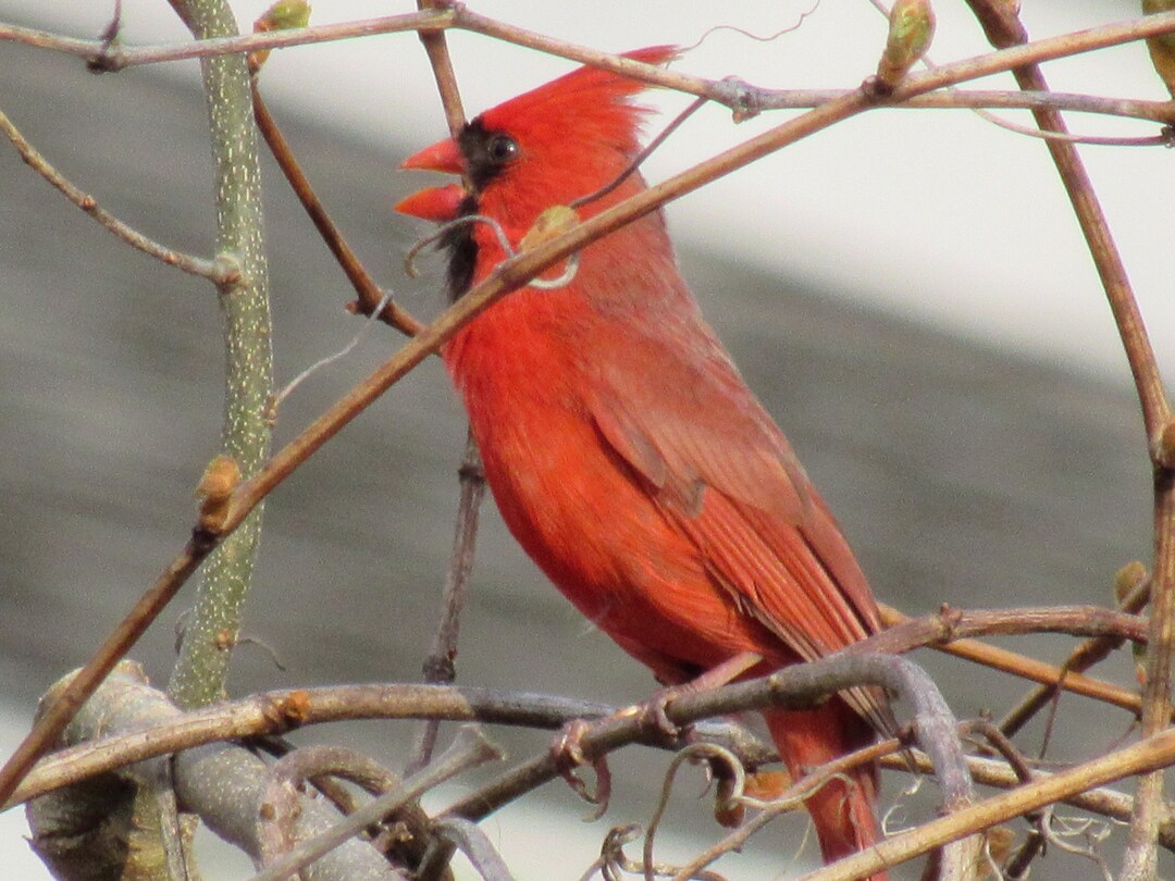 Cardinal Talking 01 - Etsy