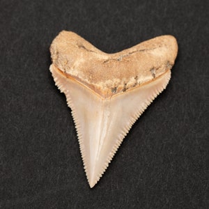 Otodus Chubutensis Shark Tooth | Rare Carolina Fossil | Razor Sharp ...