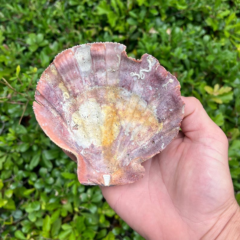 Giant Fossil Scallop Shell AKA Lions Paw - Etsy