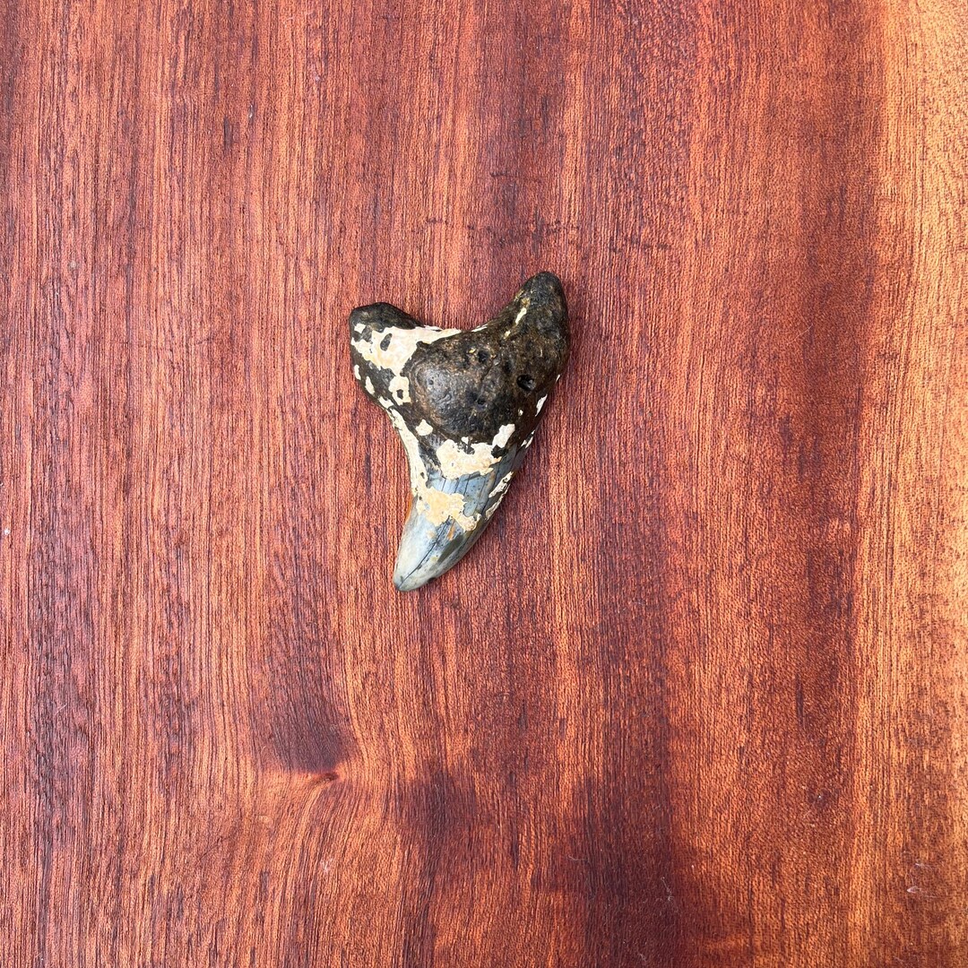 Rare Benedini Shark Tooth Real Ancient Fossil Shark Tooth - Etsy