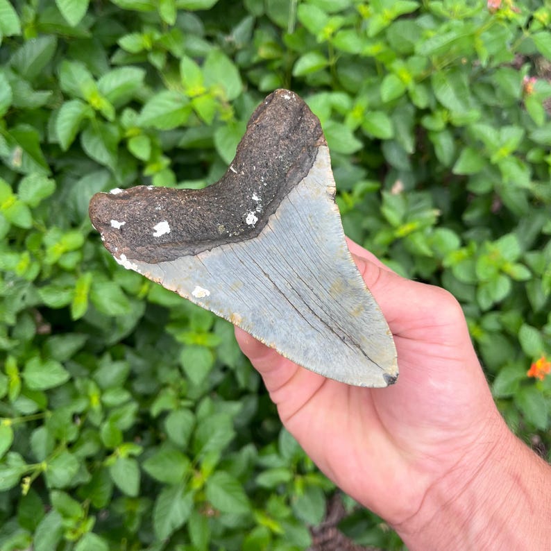 Megalodon Tooth With Natural Coral Growth | 4.90” Real Fossil Shark ...