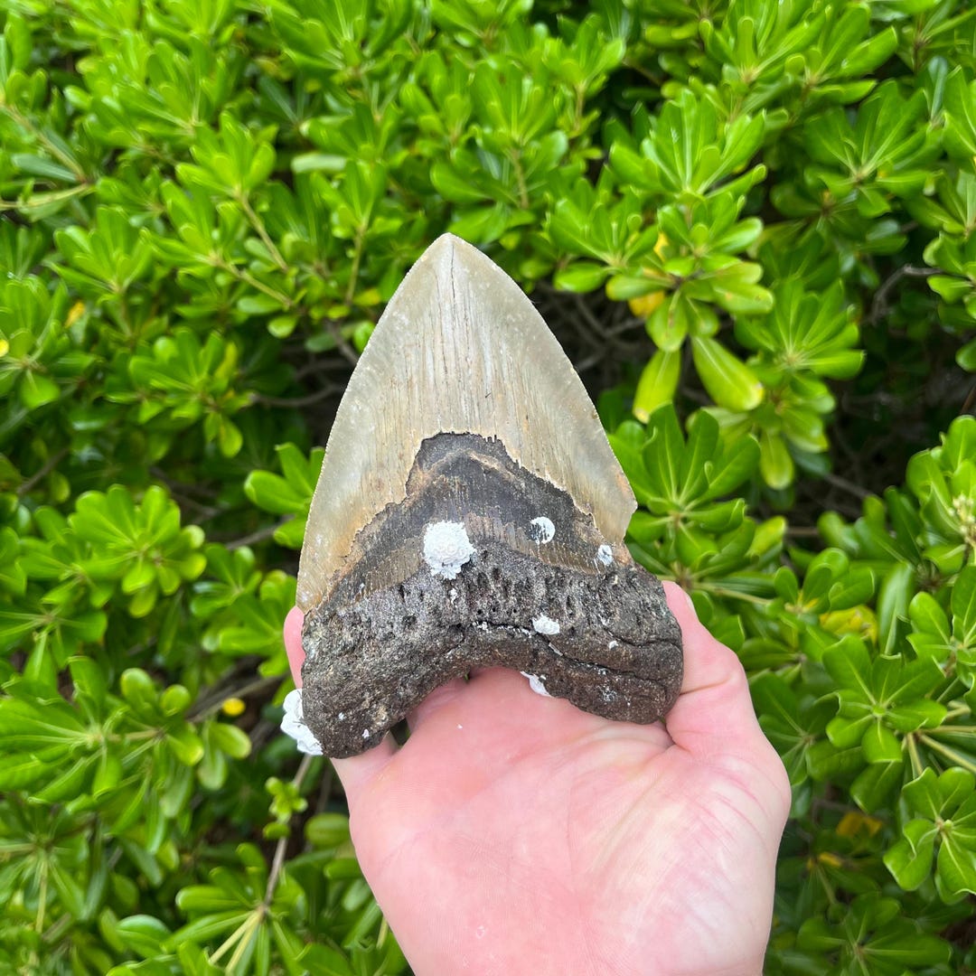 Authentic Megalodon Shark Tooth With Natural Barnacles - Etsy