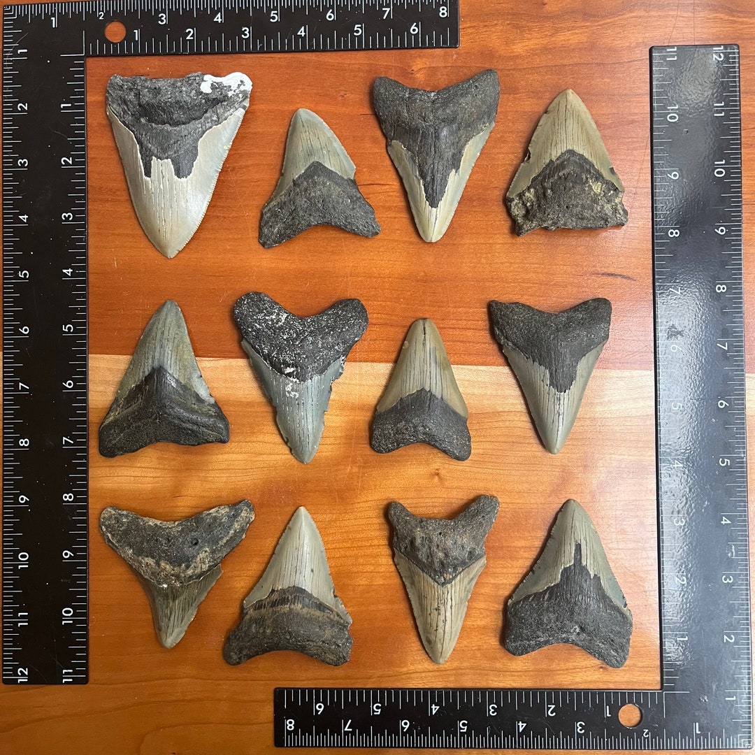 Authentic 3 Inch Megalodon Shark Tooth | Each Fossil Varies From 2.5”-3 ...