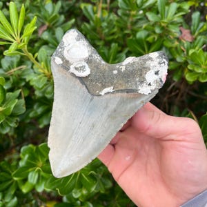 Authentic Megalodon Shark Tooth - 5.01” All Natural Fossil From North ...