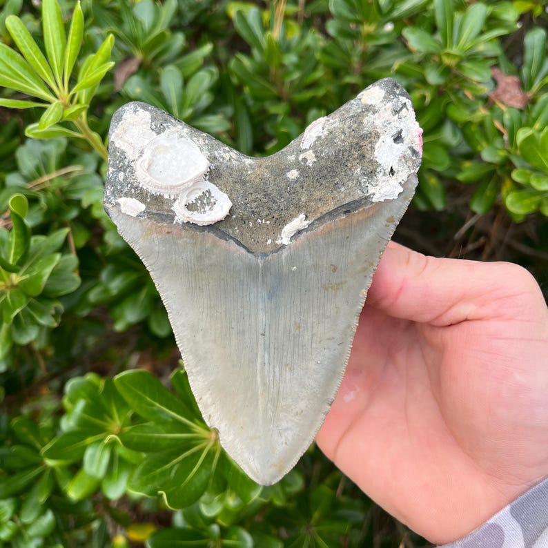 Authentic Megalodon Shark Tooth - 5.01” All Natural Fossil From North ...