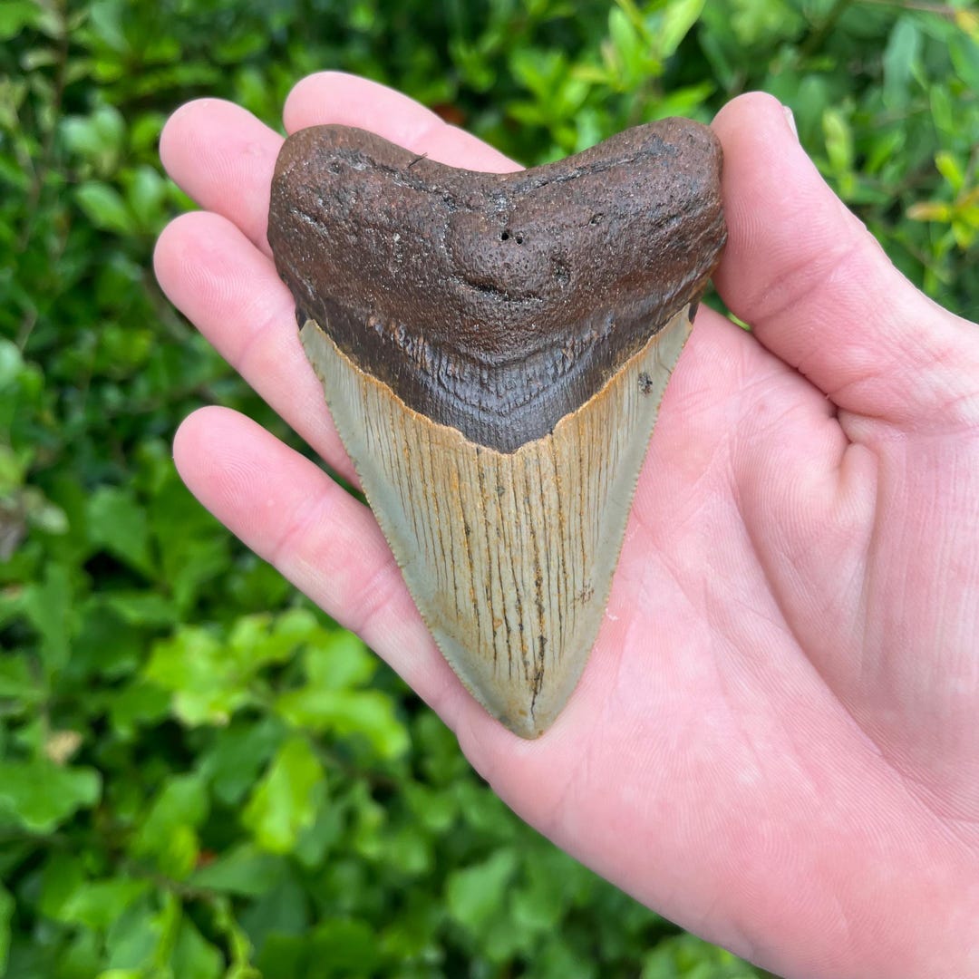 Authentic Megalodon Shark Tooth - All Natural Barnacles & Coral Growth ...