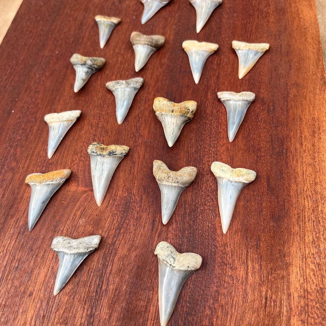 Beautiful & Rare Hastalis Fossil Shark Teeth From Bakersfield ...