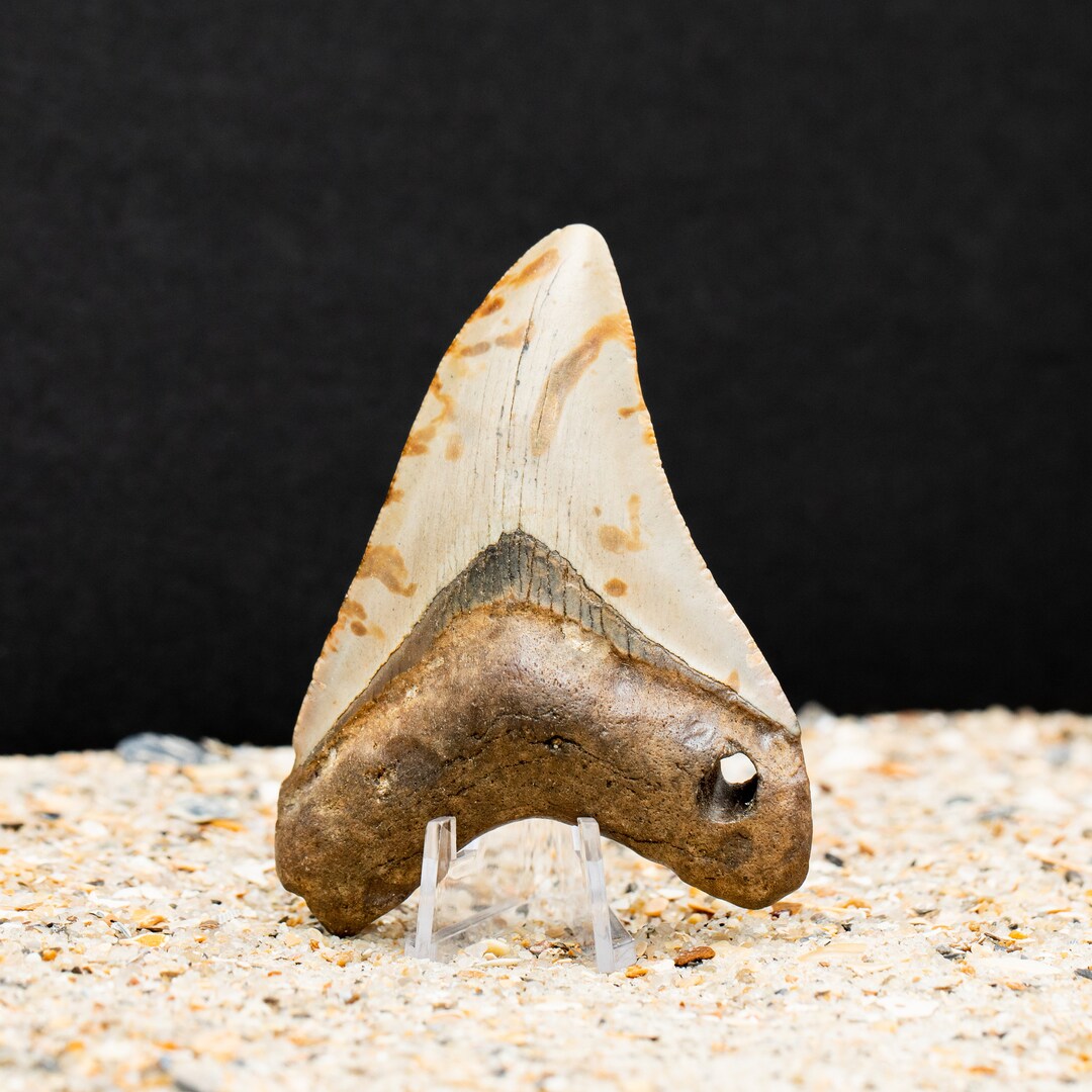 Rare Multi-color Authentic Megalodon Shark Tooth With Clam Hole - Etsy