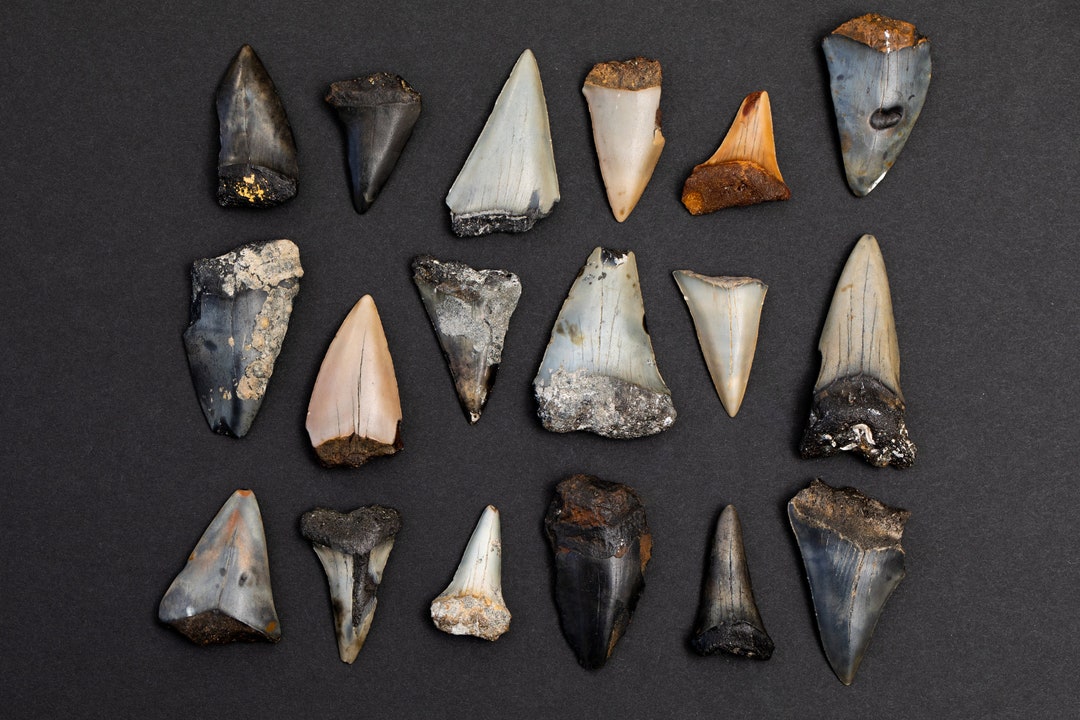 Prehistoric Mako Shark Teeth | Authentic Fossils (1 Tooth per Order) - Etsy