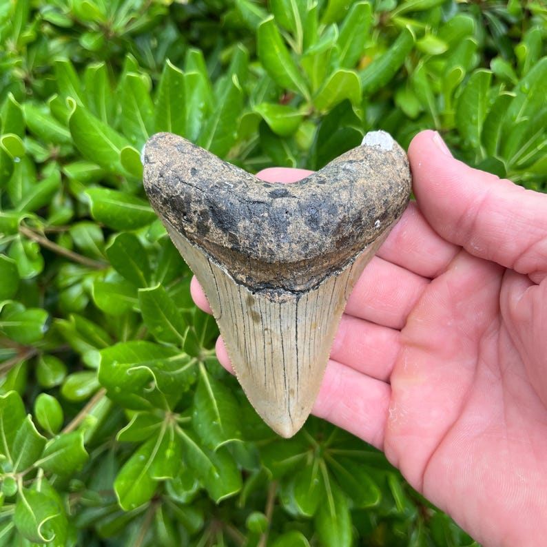 4.04” Megalodon Shark Tooth | Real Fossil Specimen From NC USA - Etsy