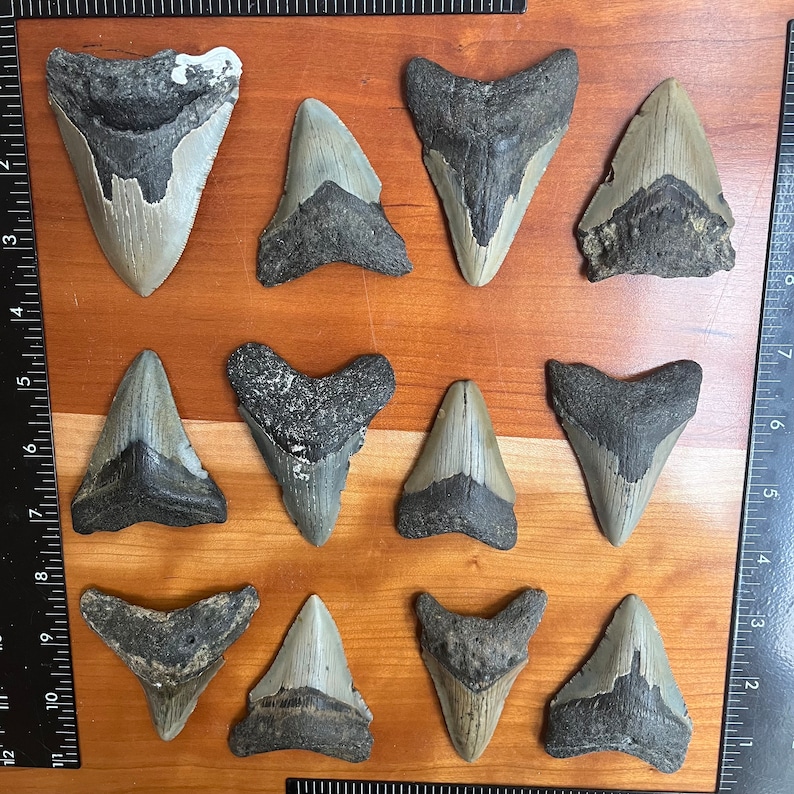 Authentic 3 Inch Megalodon Shark Tooth | Each Fossil Varies From 2.5”-3 ...