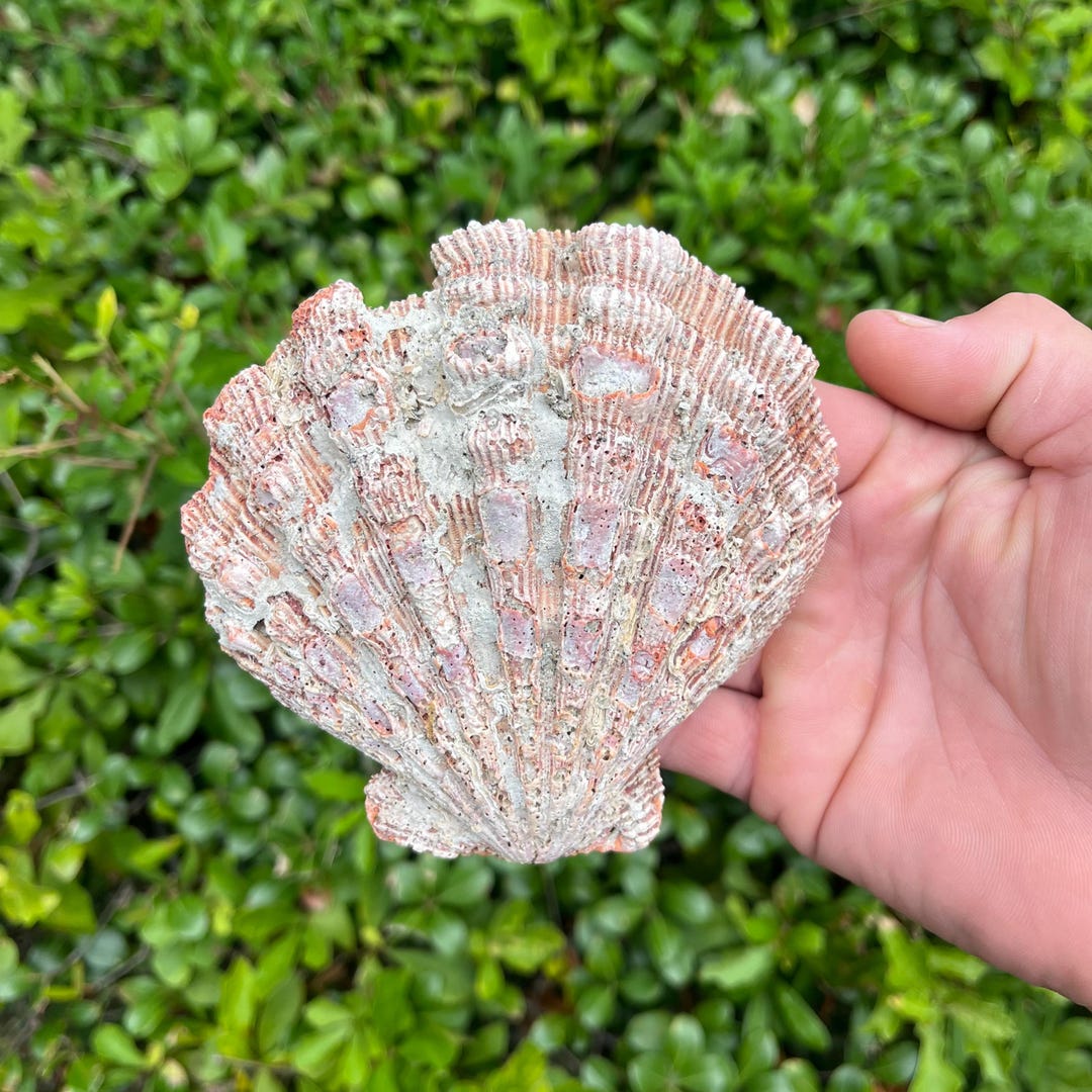 Giant Fossil Scallop Shell AKA Lions Paw - Etsy