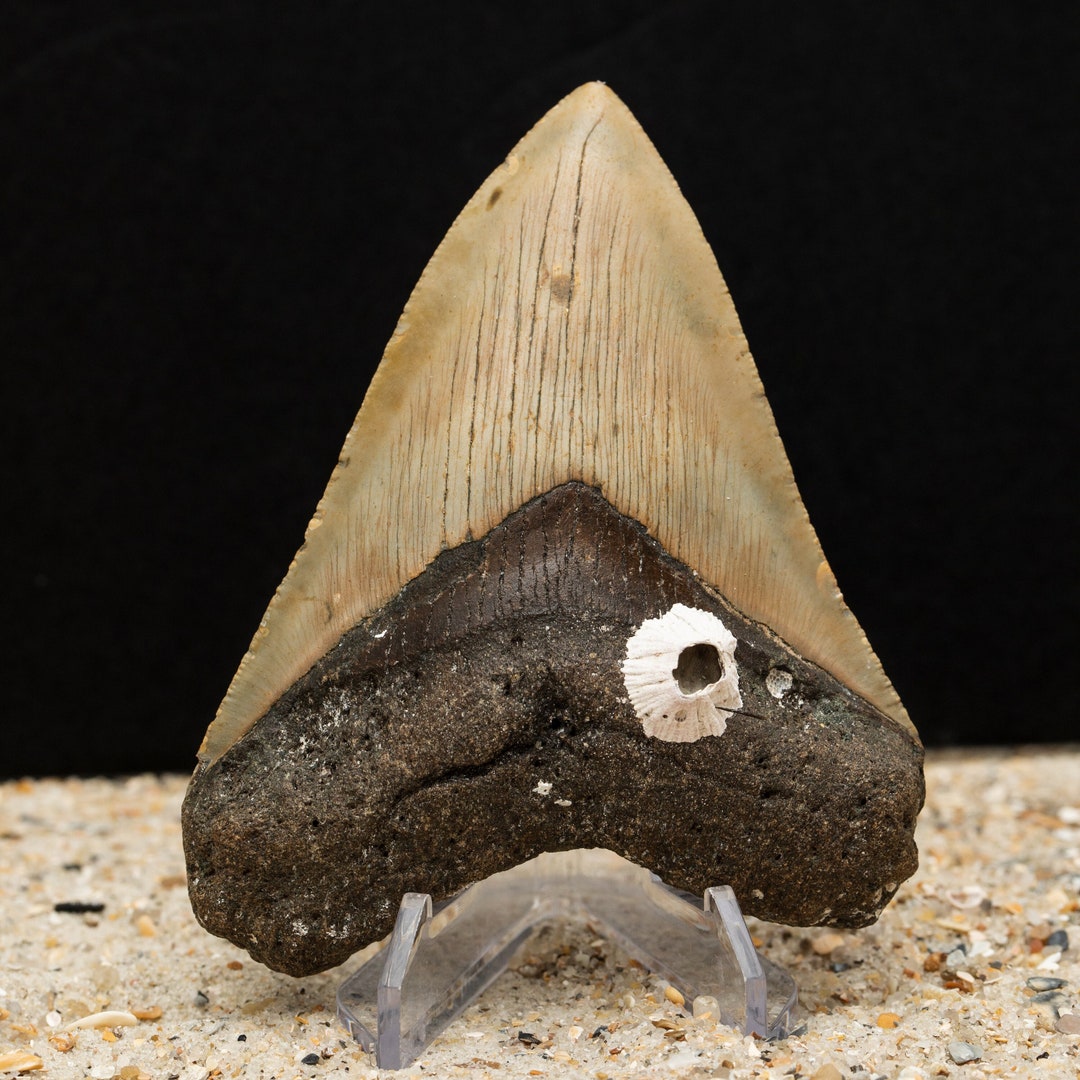 Authentic Megalodon Shark Tooth W/ Natural Barnacle Growth Attached - Etsy