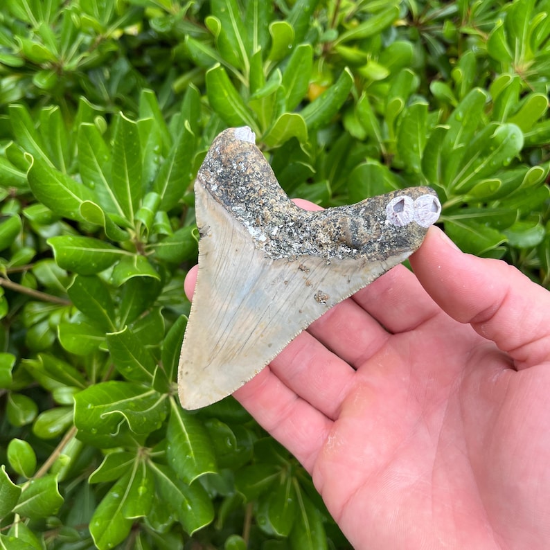 4.04” Megalodon Shark Tooth | Real Fossil Specimen From NC USA - Etsy