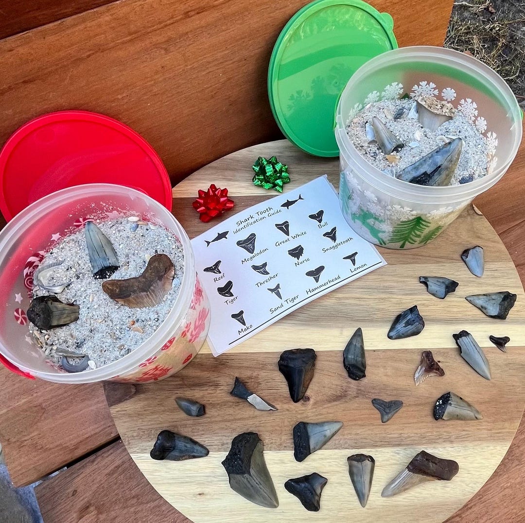 Real Fossil Shark Teeth Dig Kit: Megalodon & More - Etsy