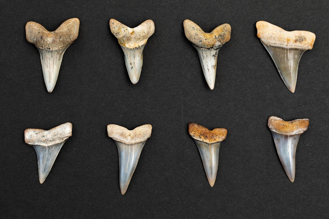 Authentic Mako Shark Teeth Beautiful & Rare Hastalis Fossils From ...