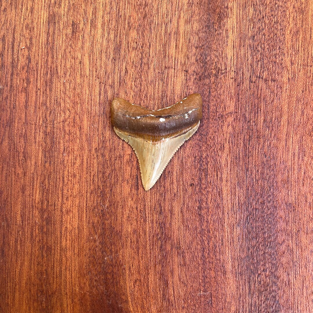 Authentic Chubutensis Shark Tooth | 1.7” X 1.4” NC Fossil - Etsy