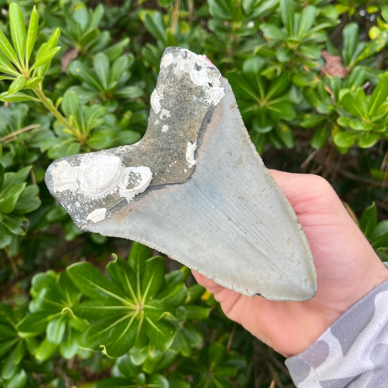 Authentic Megalodon Shark Tooth - 5.01” All Natural Fossil From North ...