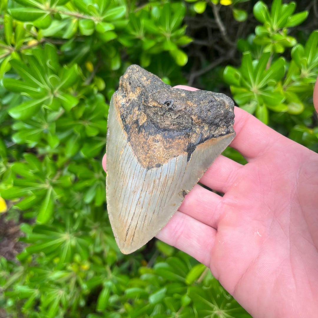 Authentic Megalodon Shark Tooth - All Natural Barnacles & Coral Growth ...