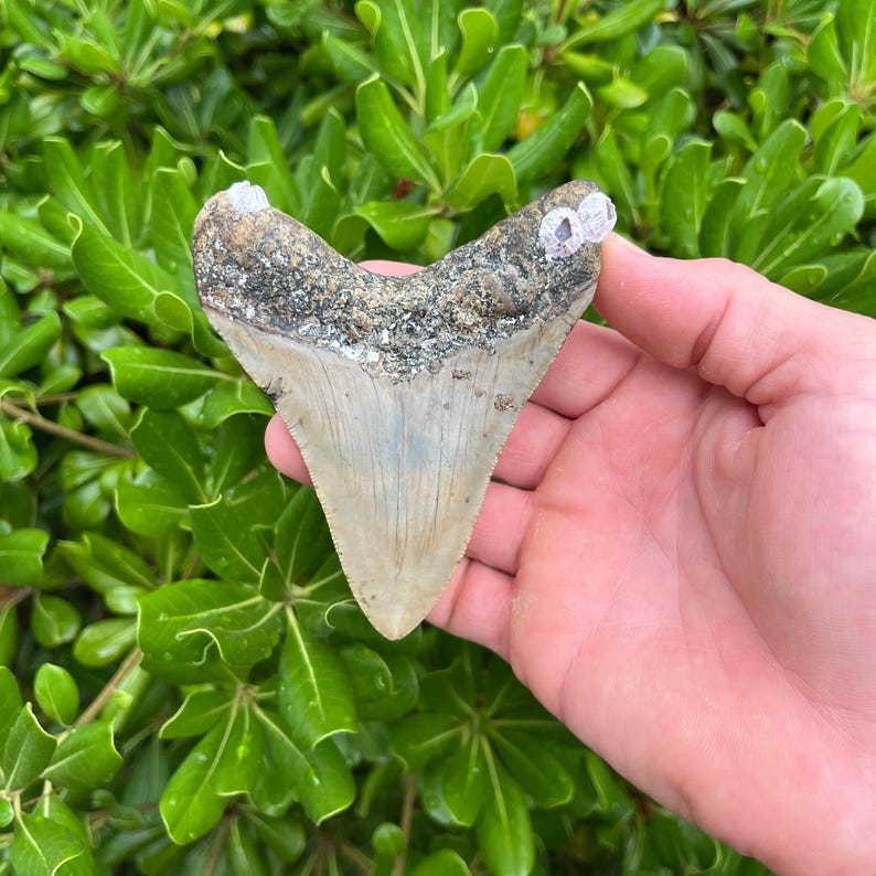 4.04” Megalodon Shark Tooth | Real Fossil Specimen From NC USA - Etsy