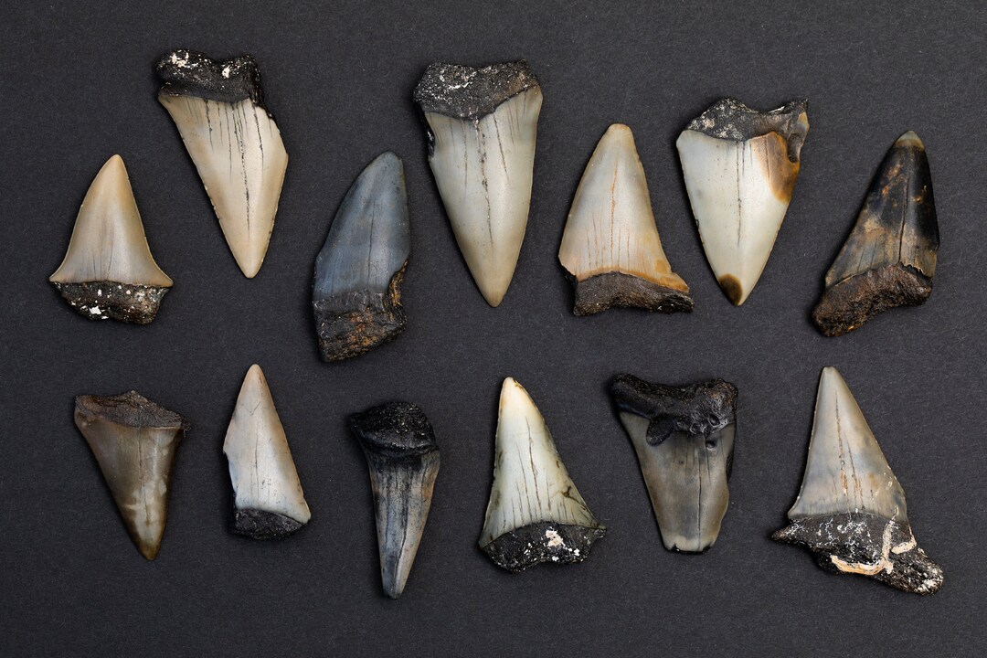 Extinct Mako Shark Teeth 1 Fossil Tooth per Order - Etsy