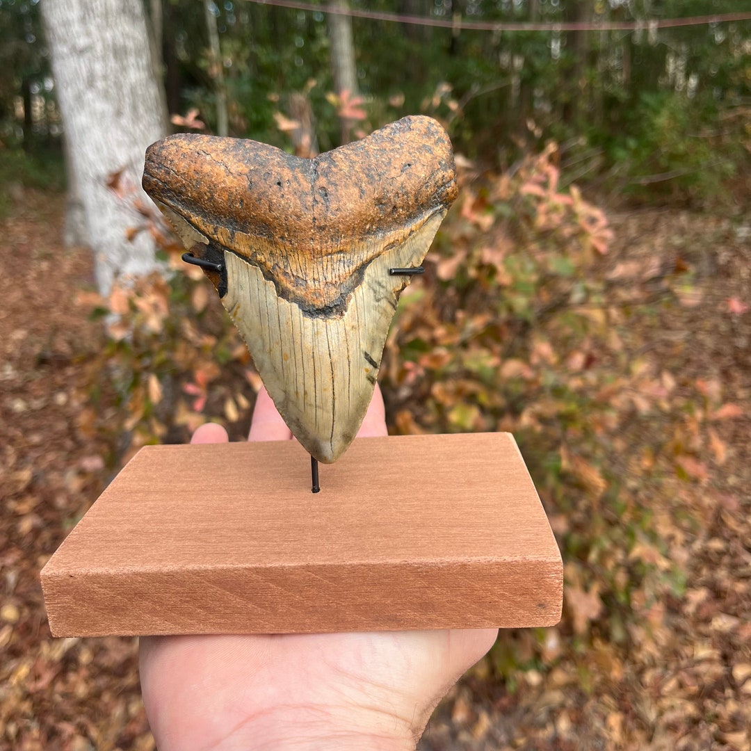 Custom Megalodon Shark Tooth Display Stand - Etsy